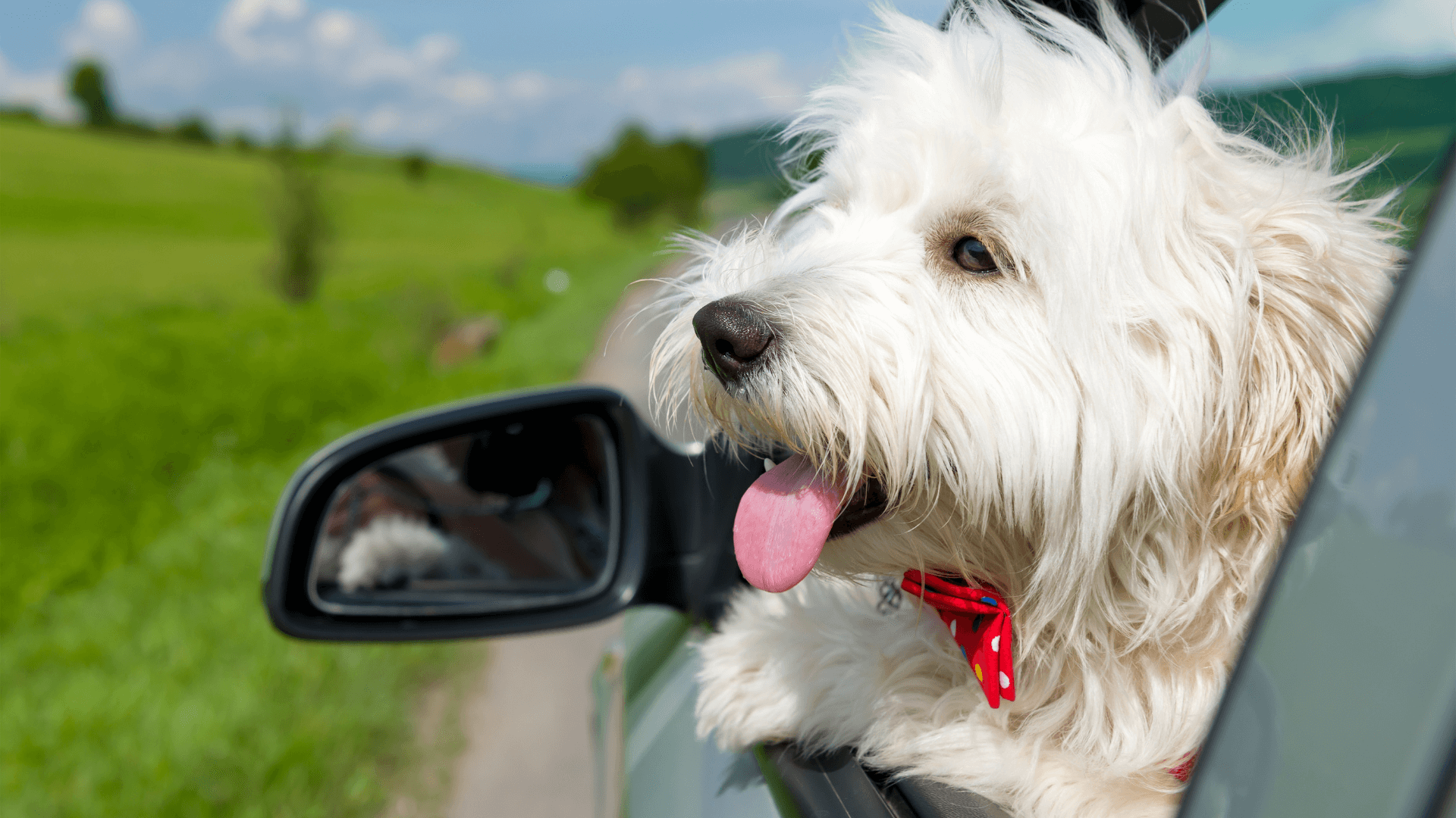 Drop Off Exam Form | Sendero Animal Hospital